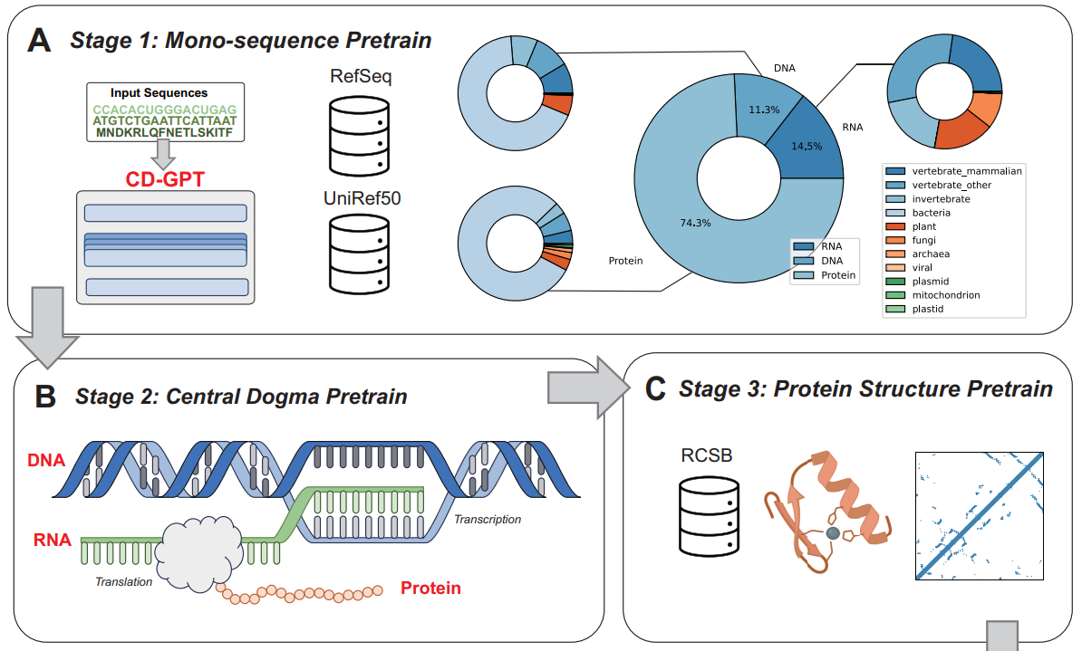 CD-GPT As a Biological Foundation Model Bridging the Gap between ...