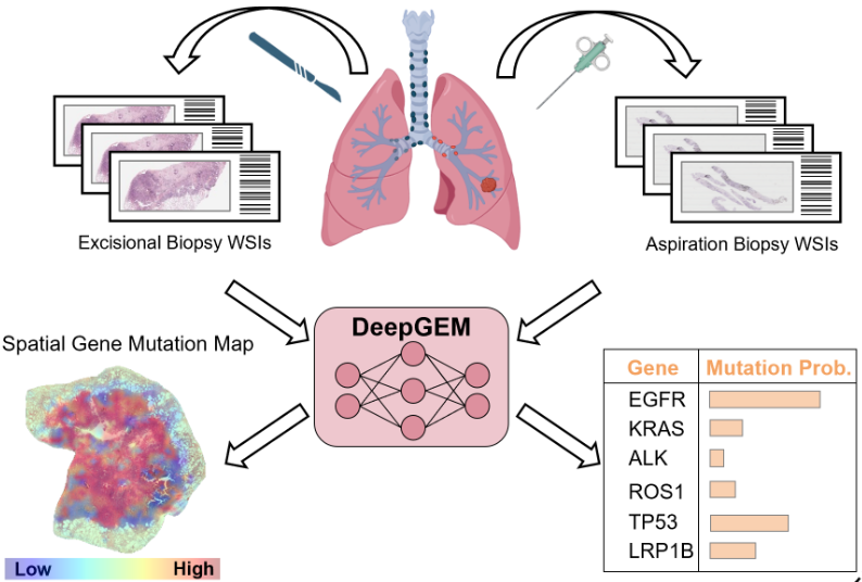Deep learning-enabled gene mutation prediction of lung cancer from histopathology images: a ...