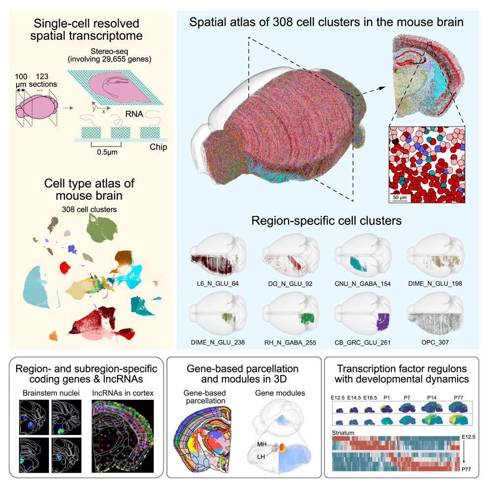 Single-cell spatial transcriptomic atlas of the whole mouse brain