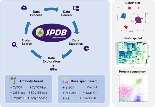 SPDB: a comprehensive resource and knowledgebase for proteomic data at ...