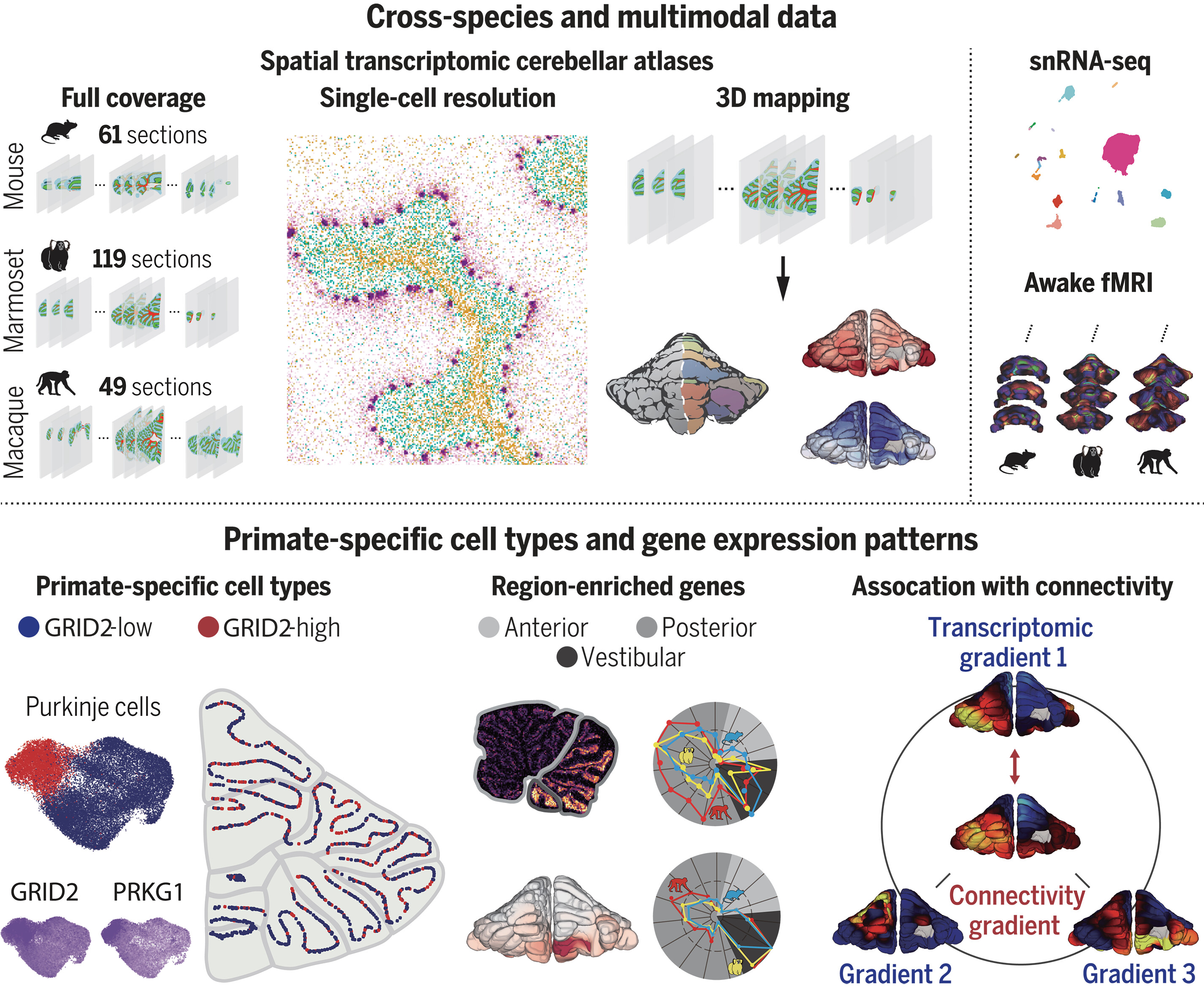 Cross-species single-cell spatial transcriptomic atlases of the cerebellar cortex