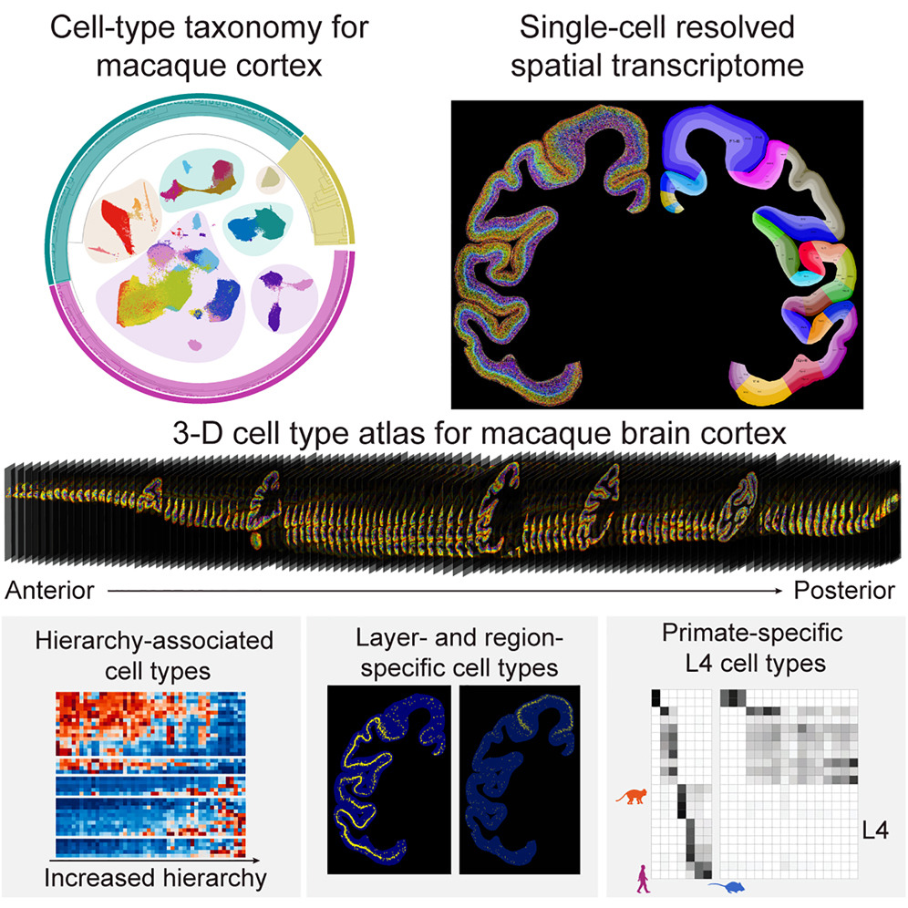 Single-cell spatial transcriptome reveals cell-type organization in the macaque cortex