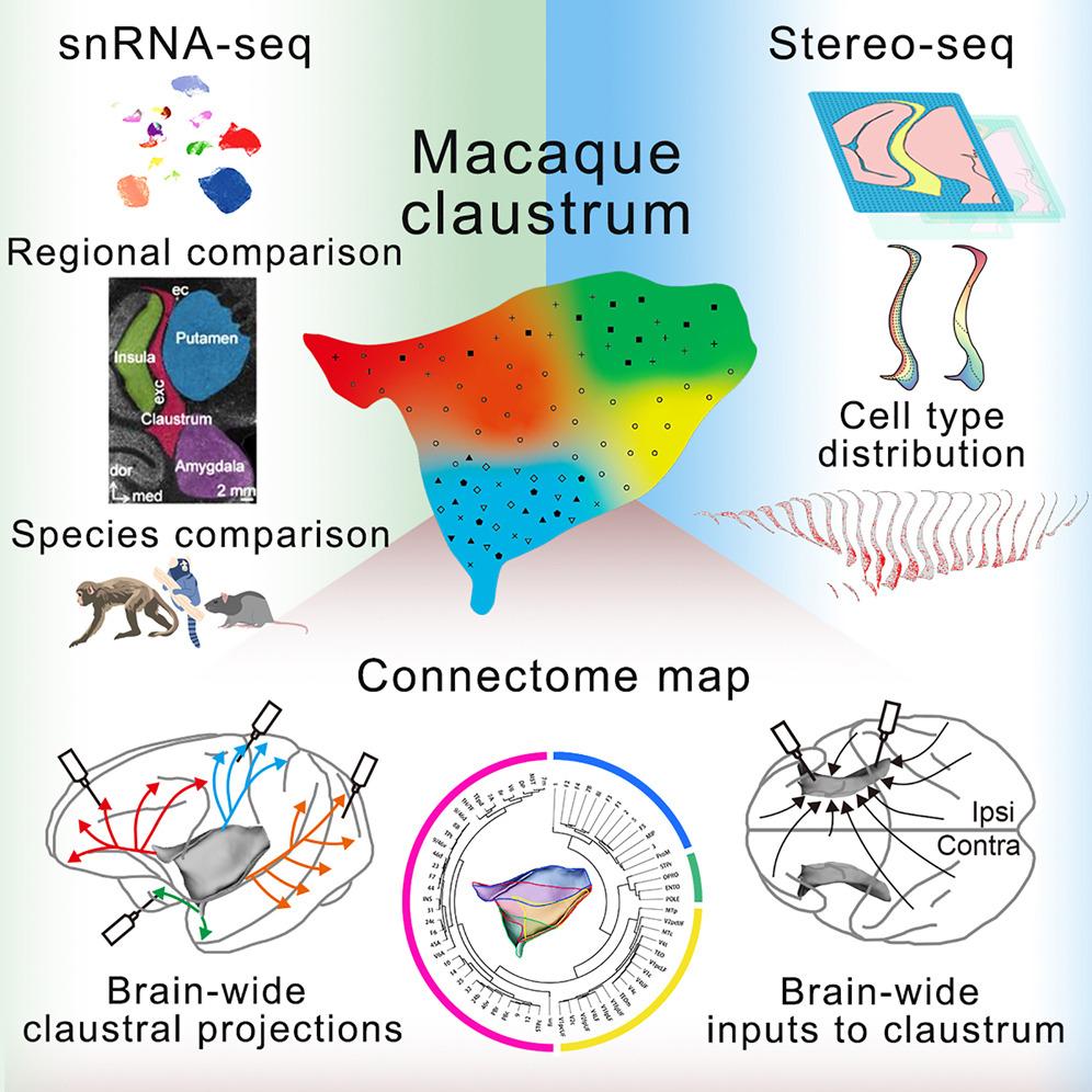 Single-cell spatial transcriptome atlas and whole-brain connectivity of ...