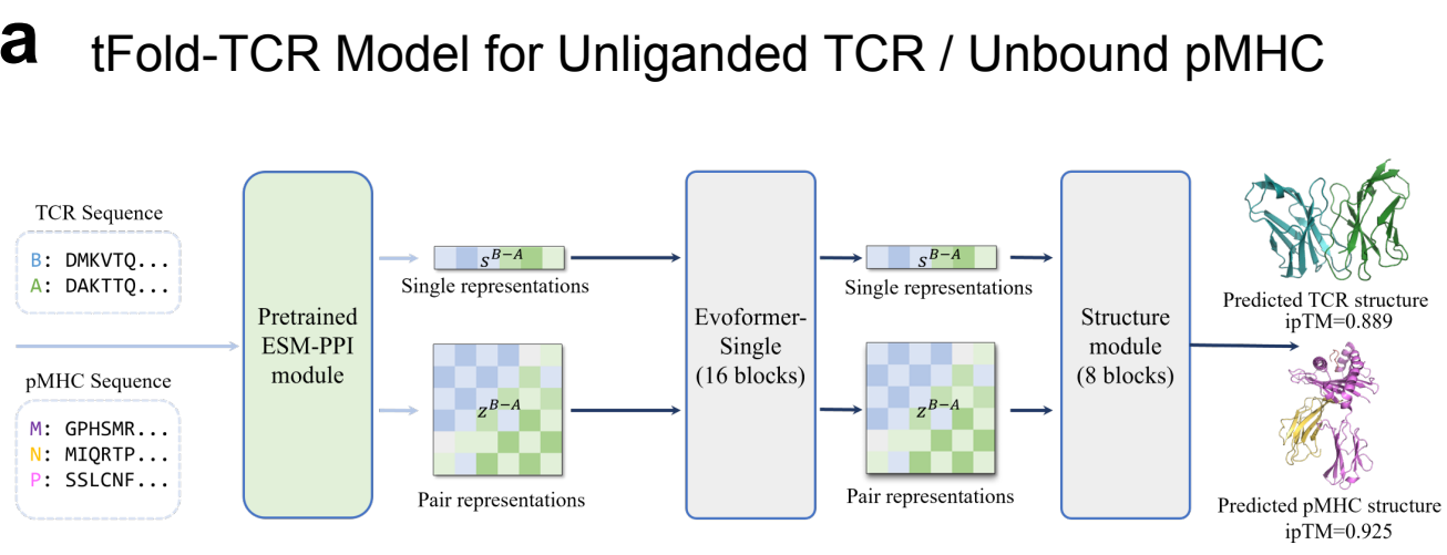 Fast and accurate modeling of TCR-peptide-MHC complexes using tFold-TCR